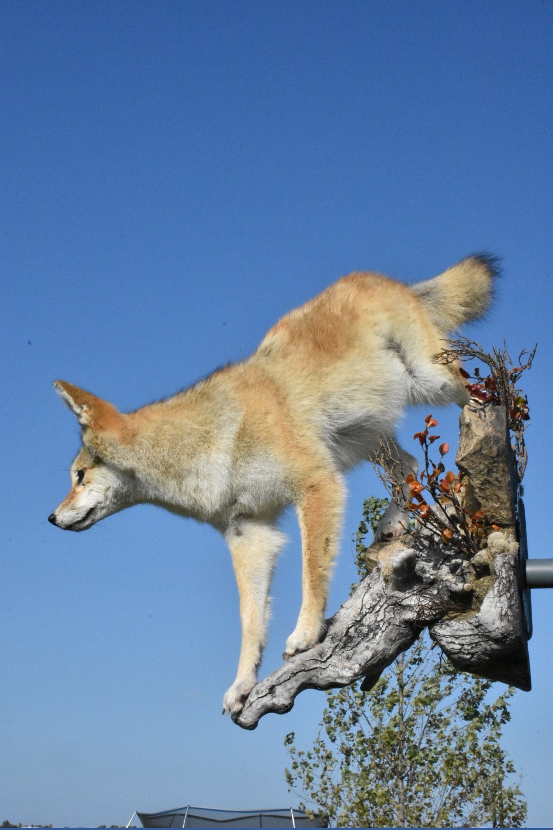 Life-size Coyote Mount - Etsy