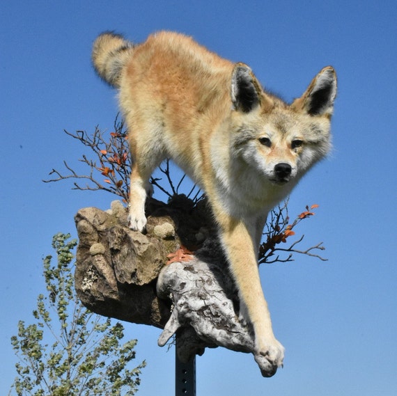 Life-size Coyote Mount - Etsy