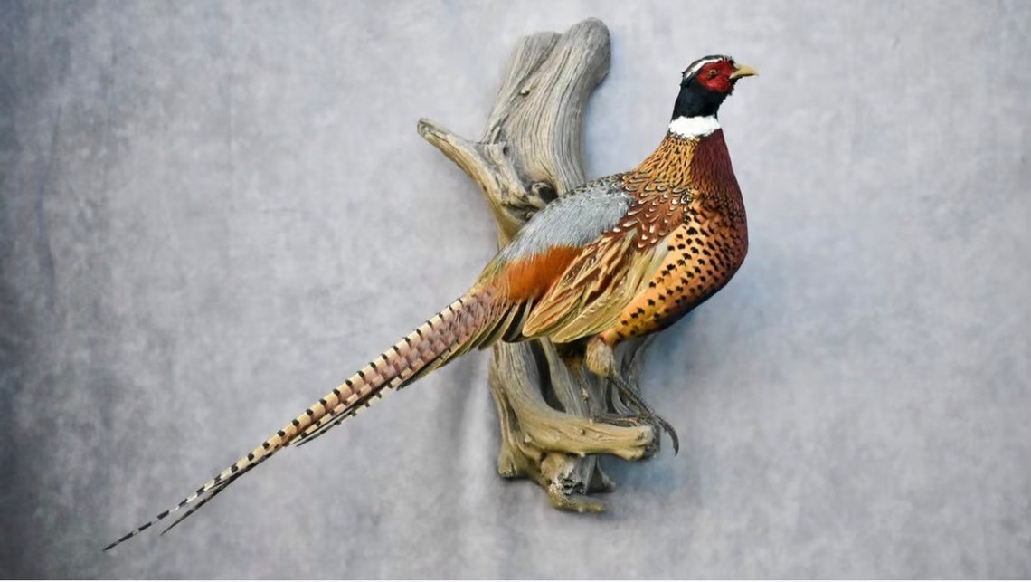 Standing South Dakota Pheasant Mounts. - Etsy