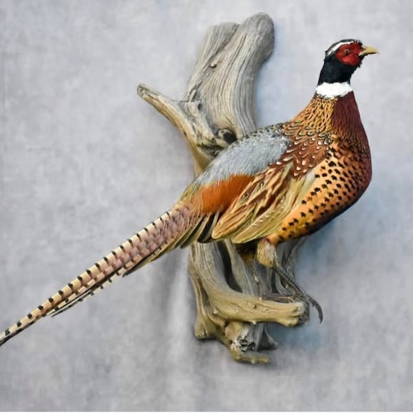 Taxidermy Pheasant - Etsy