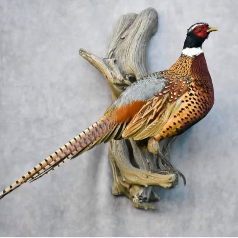 Pheasant Decor - Etsy