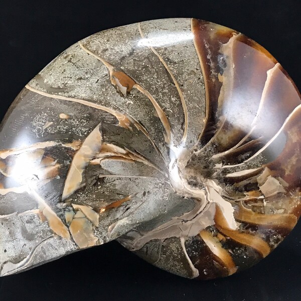 Nautilus Fossil - Etsy