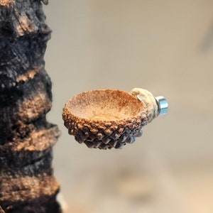 Jumping Spider Magnetic Acorn Ledge/hide - Etsy