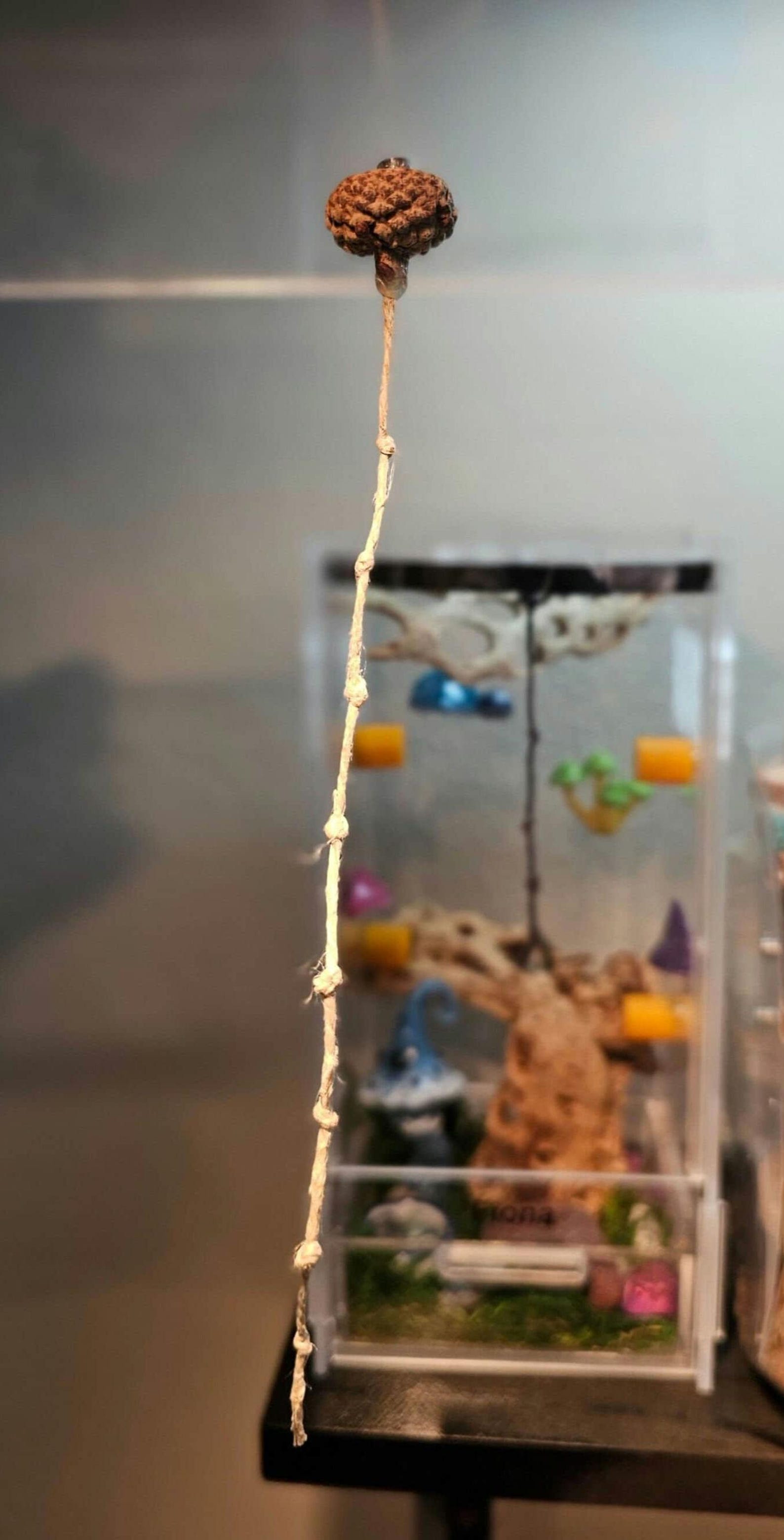 Acorn Jungle Rope | Jumping Spider **magnetic & Moveable** - Etsy
