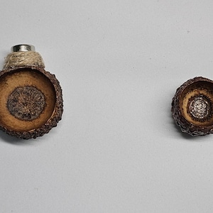 Jumping Spider Magnetic Acorn Ledge/hide classic Acorn, Flat Saucer ...