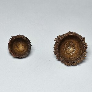 Jumping Spider Magnetic Acorn Ledge - Etsy