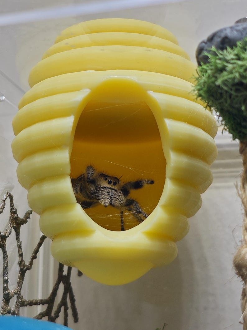 Bee Hive Hide | Magnetic Jumping Spider Hide - Etsy