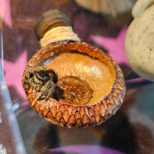 Jumping Spider Magnetic Acorn Ledge/hide - Etsy