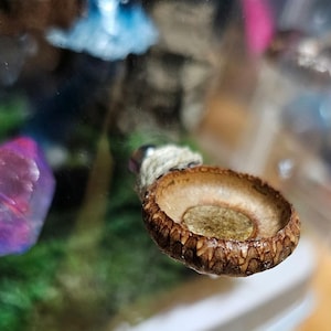 Jumping Spider Magnetic Acorn Ledge/hide - Etsy