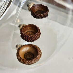 Jumping Spider Magnetic Acorn Ledge/hide classic Acorn, Flat Saucer ...
