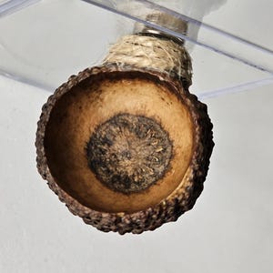 Jumping Spider Magnetic Acorn Ledge/hide multiple Style - Etsy