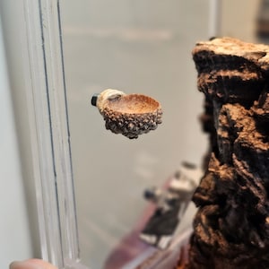 Jumping Spider Magnetic Acorn Ledge/hide classic Acorn, Flat Saucer ...
