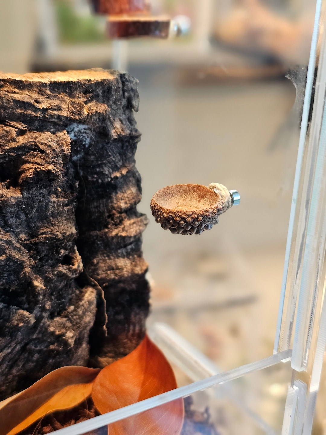 Jumping Spider Magnetic Acorn Ledge/hide classic Acorn, Flat Saucer ...