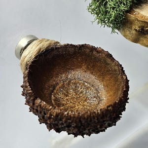 Jumping Spider Magnetic Acorn Ledge/hide - Etsy