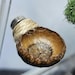 Jumping Spider Magnetic Acorn Ledge/hide - Etsy Canada