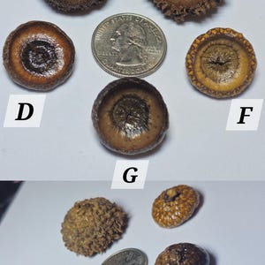 Acorn Jungle Rope | Jumping Spider **magnetic & Moveable** - Etsy