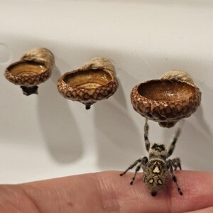Jumping Spider Magnetic Acorn Ledge/hide - Etsy Canada
