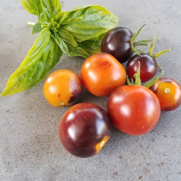 Midnight Snack Tomato Plant - Etsy