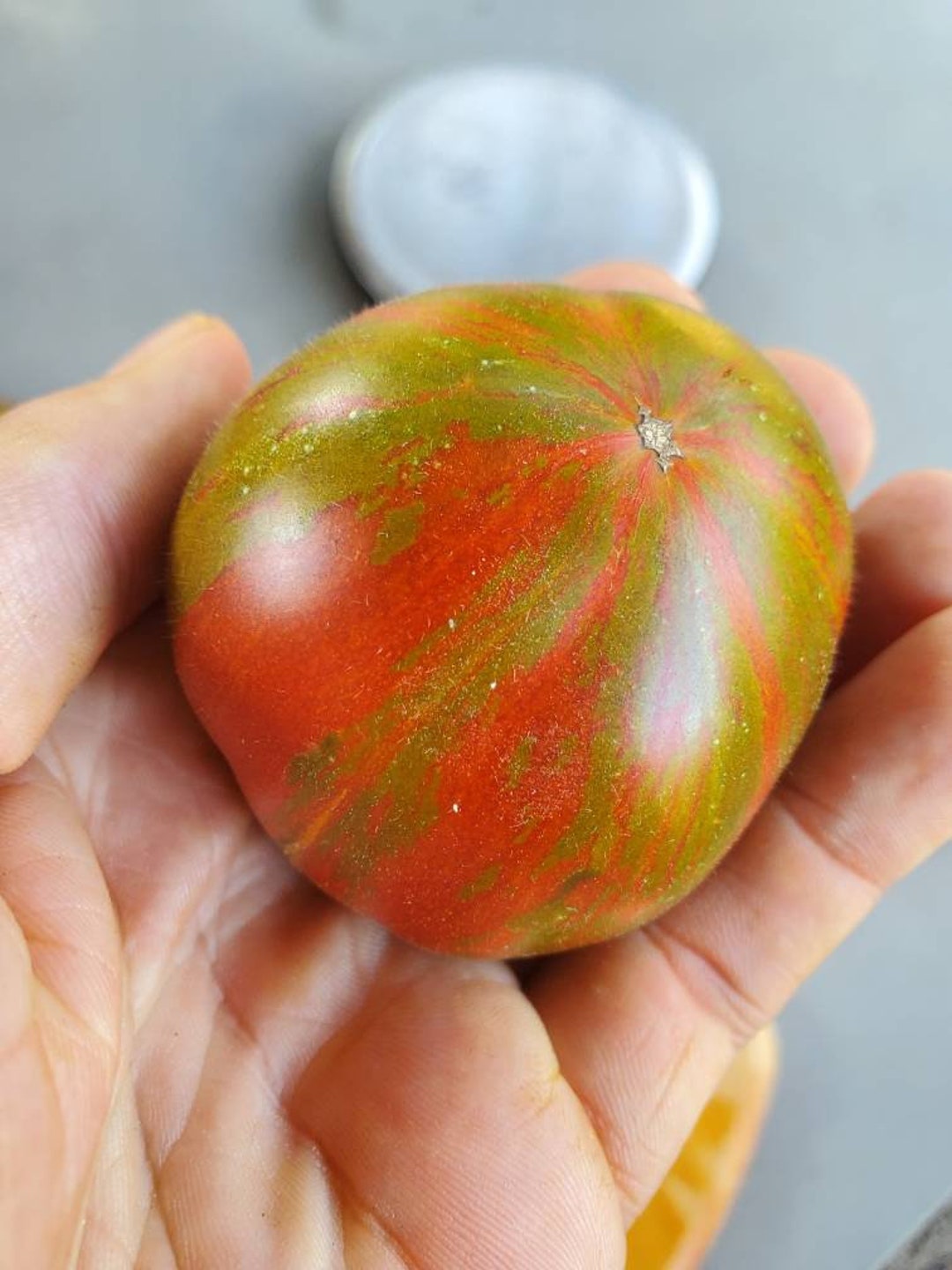 15x Aftershock Tomato Seeds - Etsy