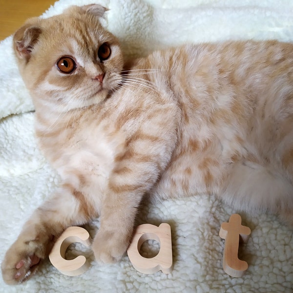 Magnetic Letters - Etsy