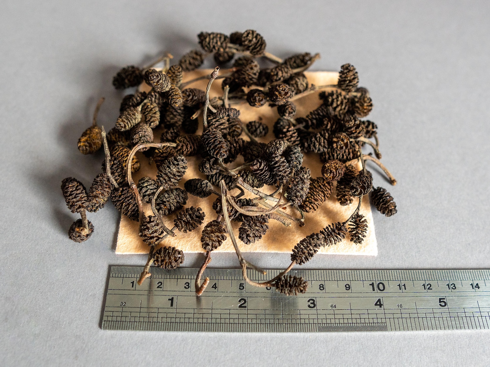 100 Pcs Tiny Alder Cones Alnus Glutinosa Small Alder Tree - Etsy
