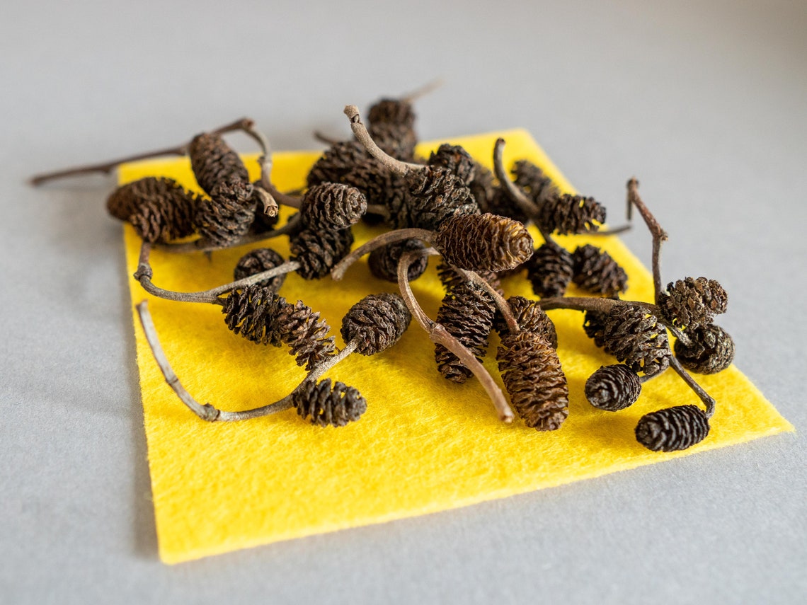 50 Pcs Tiny Alder Cones Alnus Glutinosa Small Alder Tree - Etsy