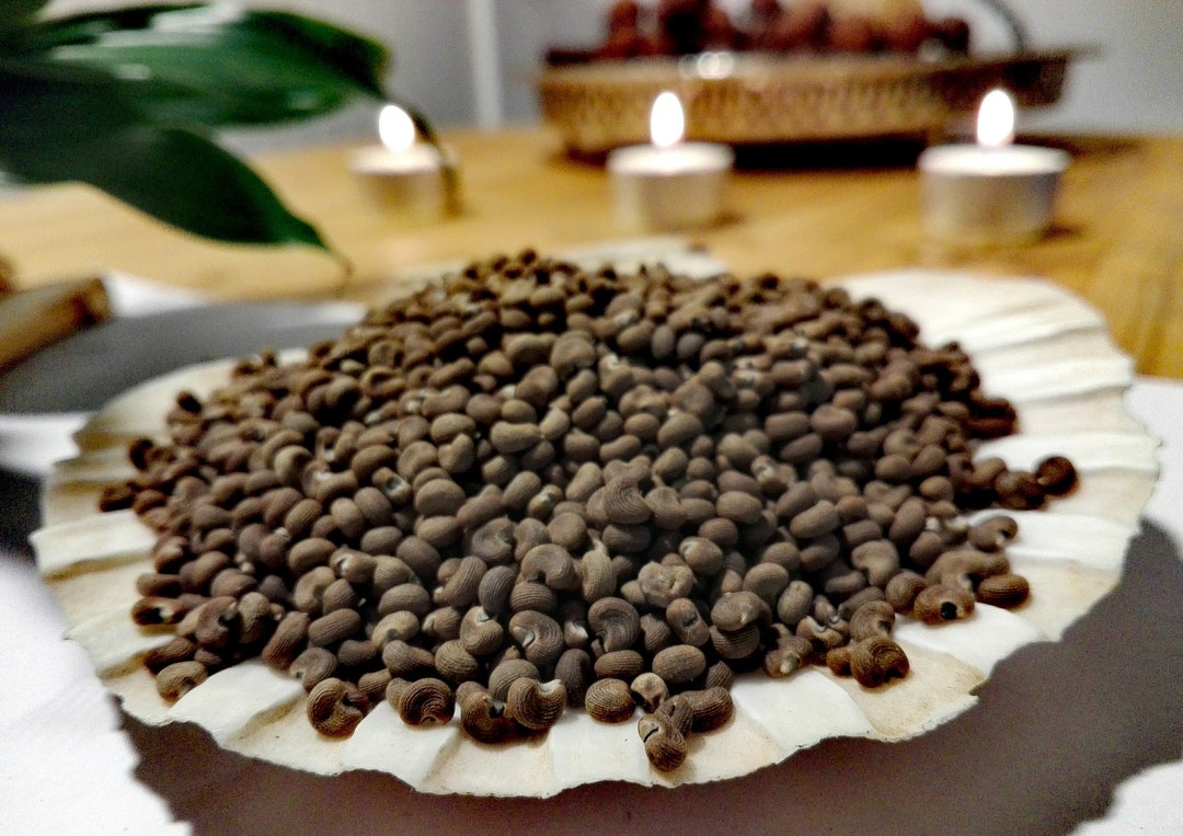 Ambrette Seeds 25g Vegetable White Musk Abelmoschus Moschatus - Etsy