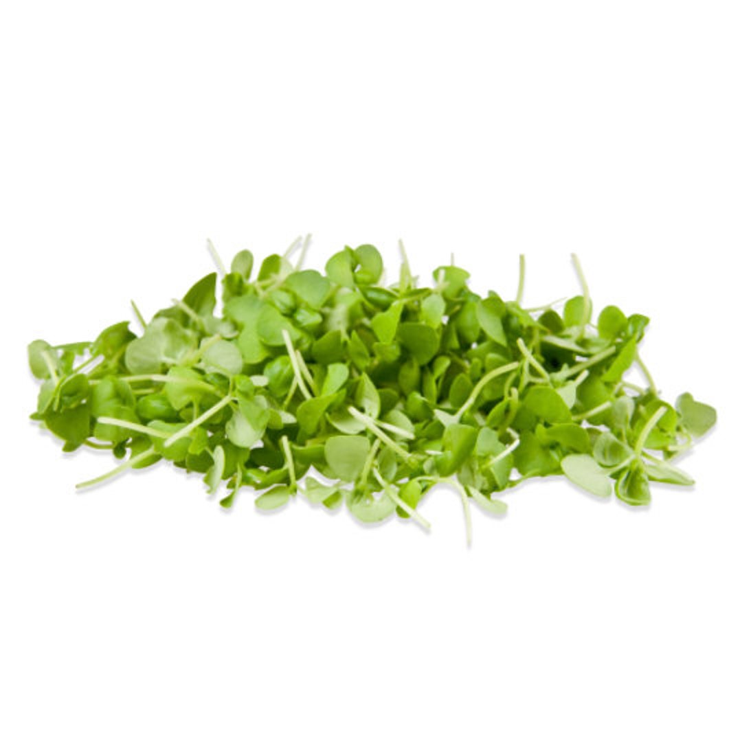 Microgreen Basil Seeds | Micro Herb Seeds | Sweet Basil Micro Leaf ...