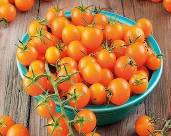 Black Sea Man Heirloom Tomato Premium Seed Packet - Etsy