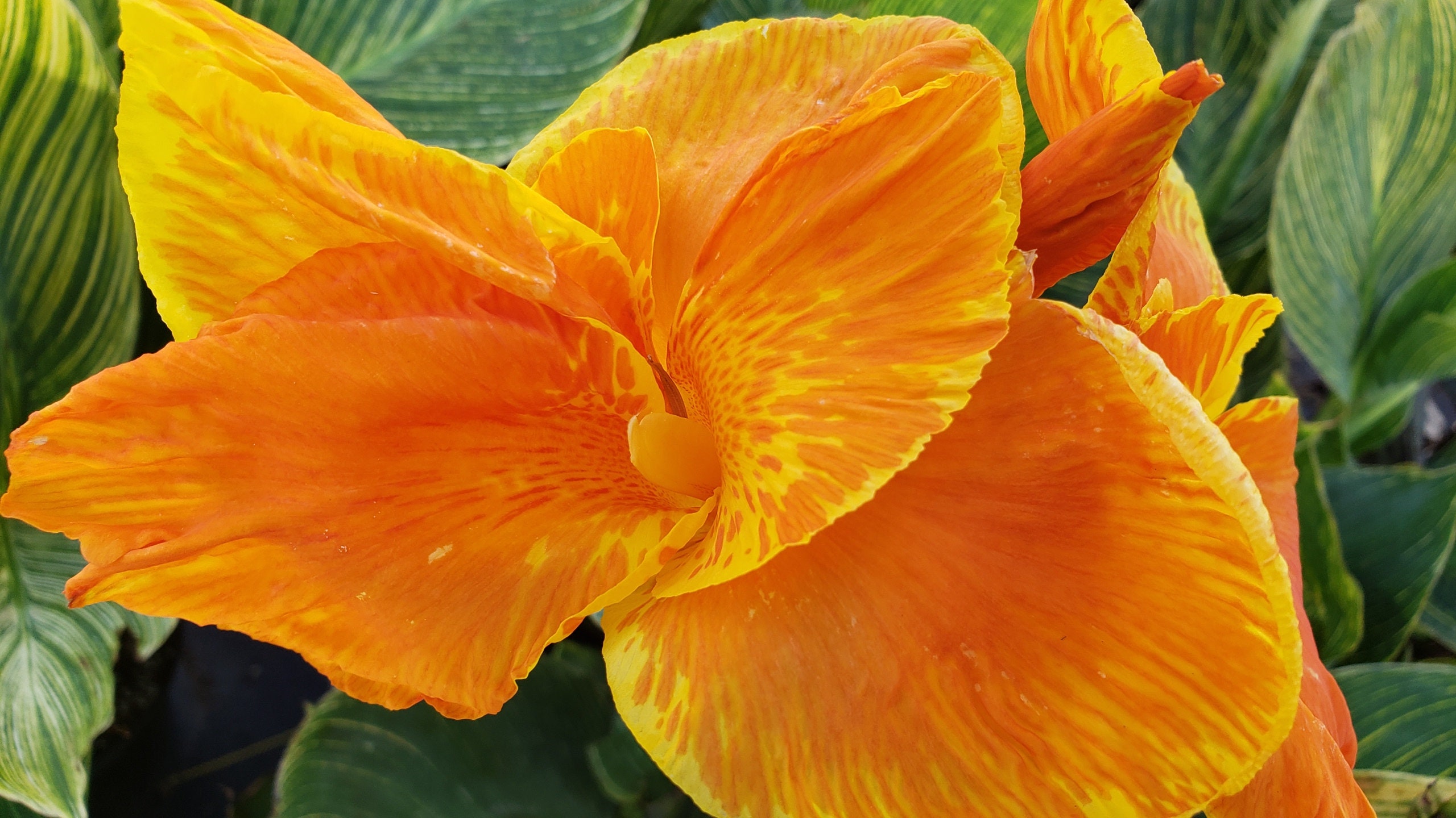 Dwarf Bronze Orange Canna Lily Ships in 5 pot. Plants Home & Living ...