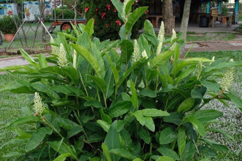 Organic Lesser Galangal Alpinia officinarum Plant Cây | Etsy