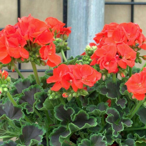 Brocade Fire Night - Etsy