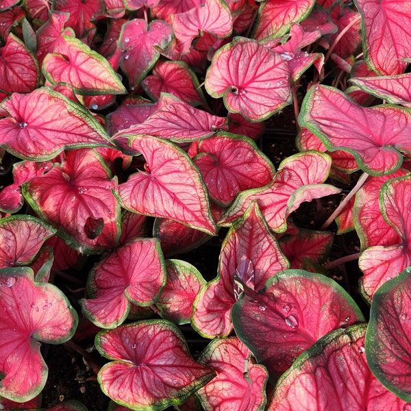 Caladium Bulbs - Etsy