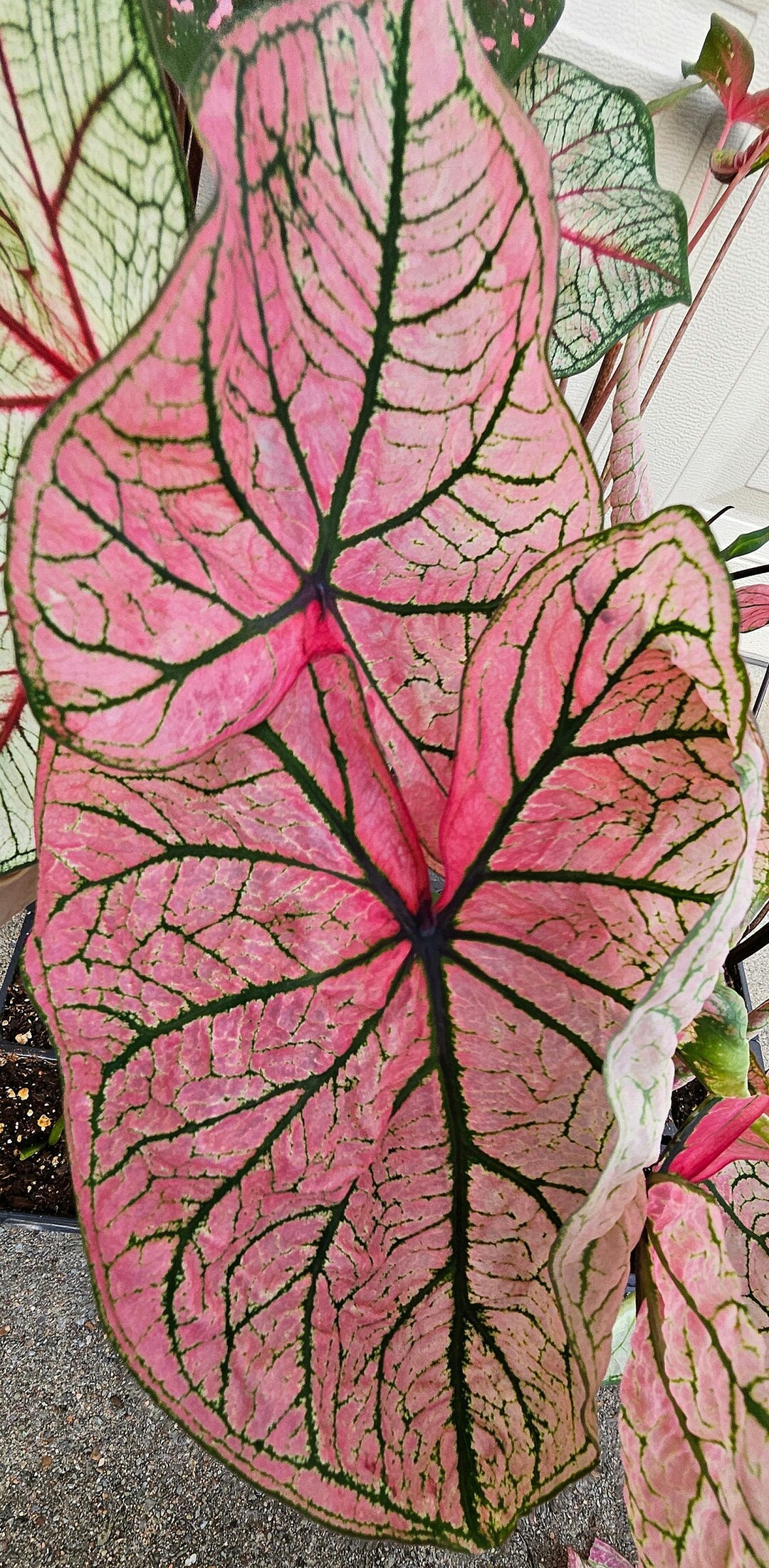 LIVE PLANT - Spring Fling Caladium. Ships in 4" Pot - Etsy