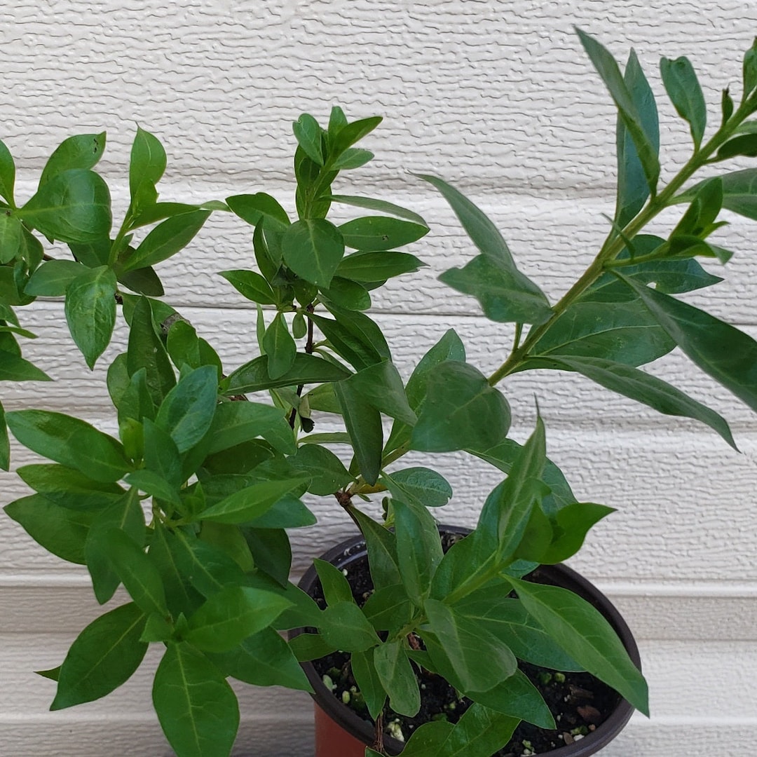 Henna Plant, Lawsonia Inermis Plant. Ship in a Gallon Pot. We Do Not ...