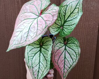 Caladium Live Plant - Etsy