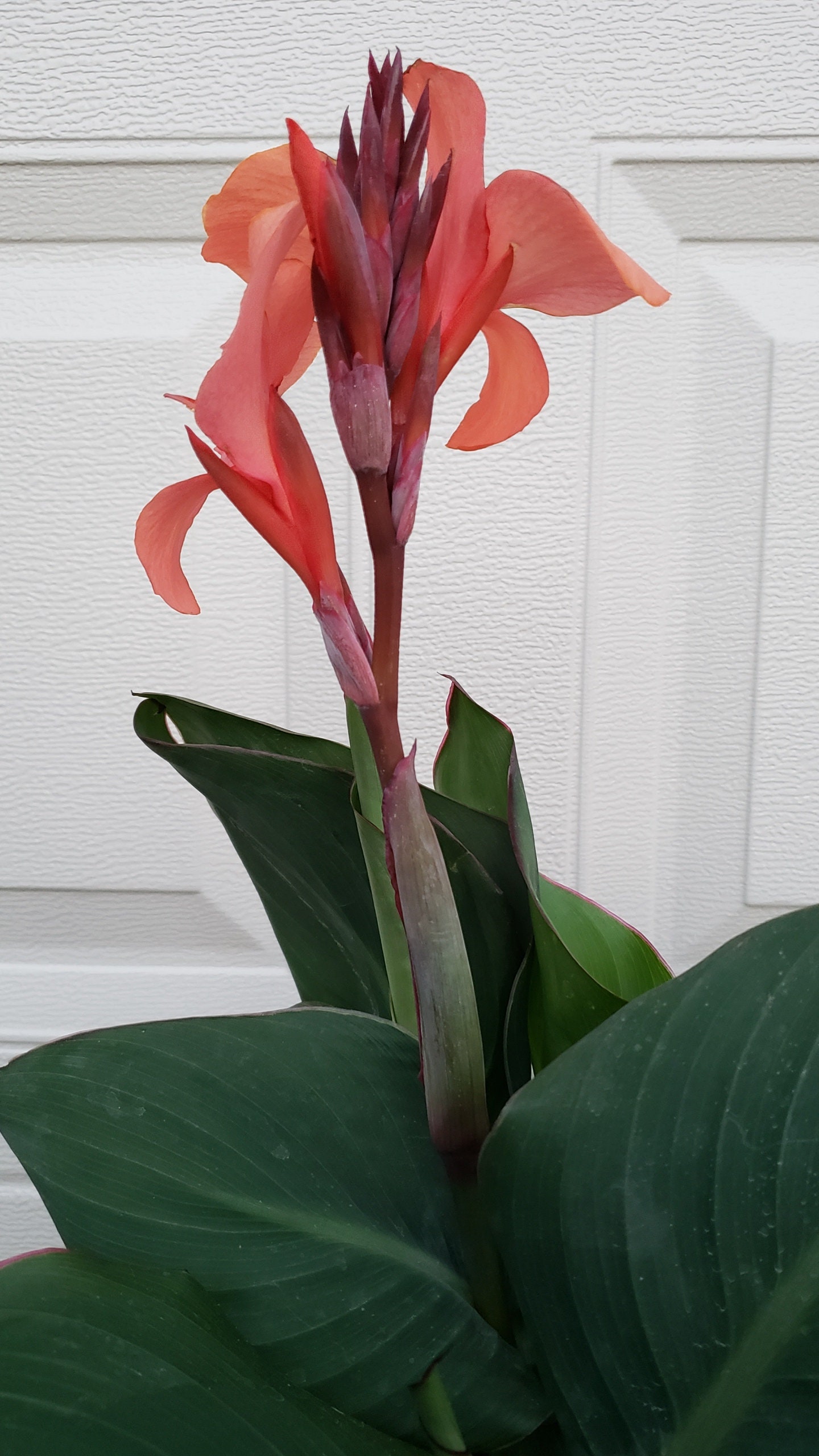 Dwarf Mango Canna Lily live plant. Ships in 4 pot. | Etsy