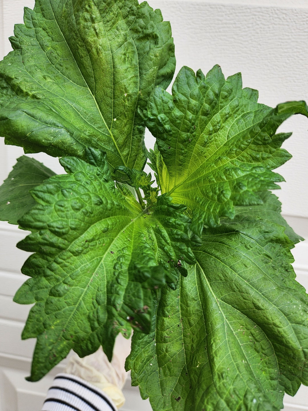 2 Kaori Ao Oba Shiso, Green Leaved Perilla Live Plant. Ship in 4 Pot of ...