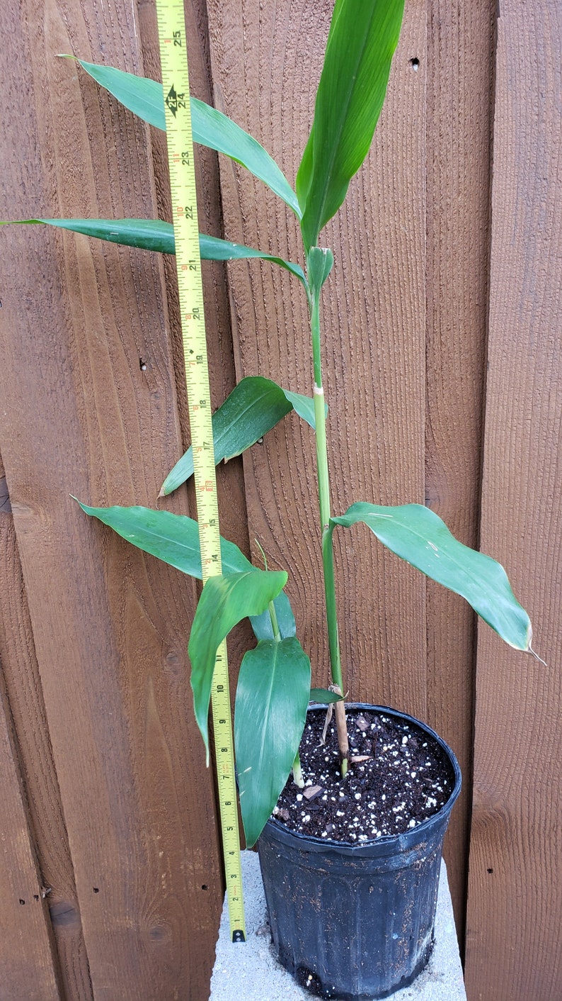 Organic Lesser Galangal Alpinia officinarum Plant Cây | Etsy