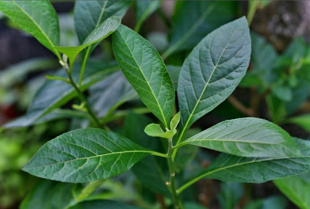 Bitter Leaf Plant, Vernonia Amygdalina, Cây Mật Gấu, Lá đắng, 20" Tall ...