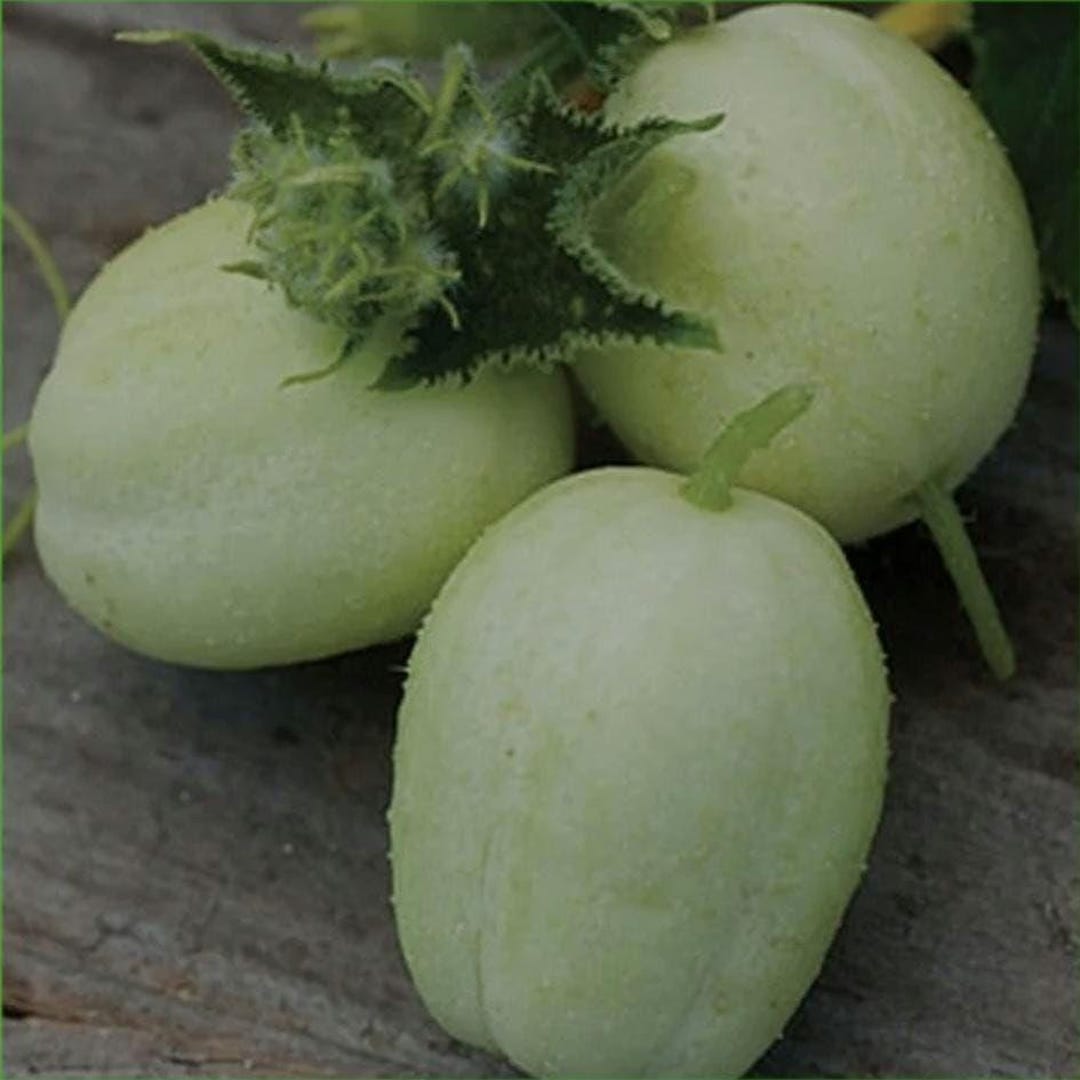 NEW VARIETY - 2 Crystal Apple Cucumber Plants. Ships In"4" Pot/each. We ...
