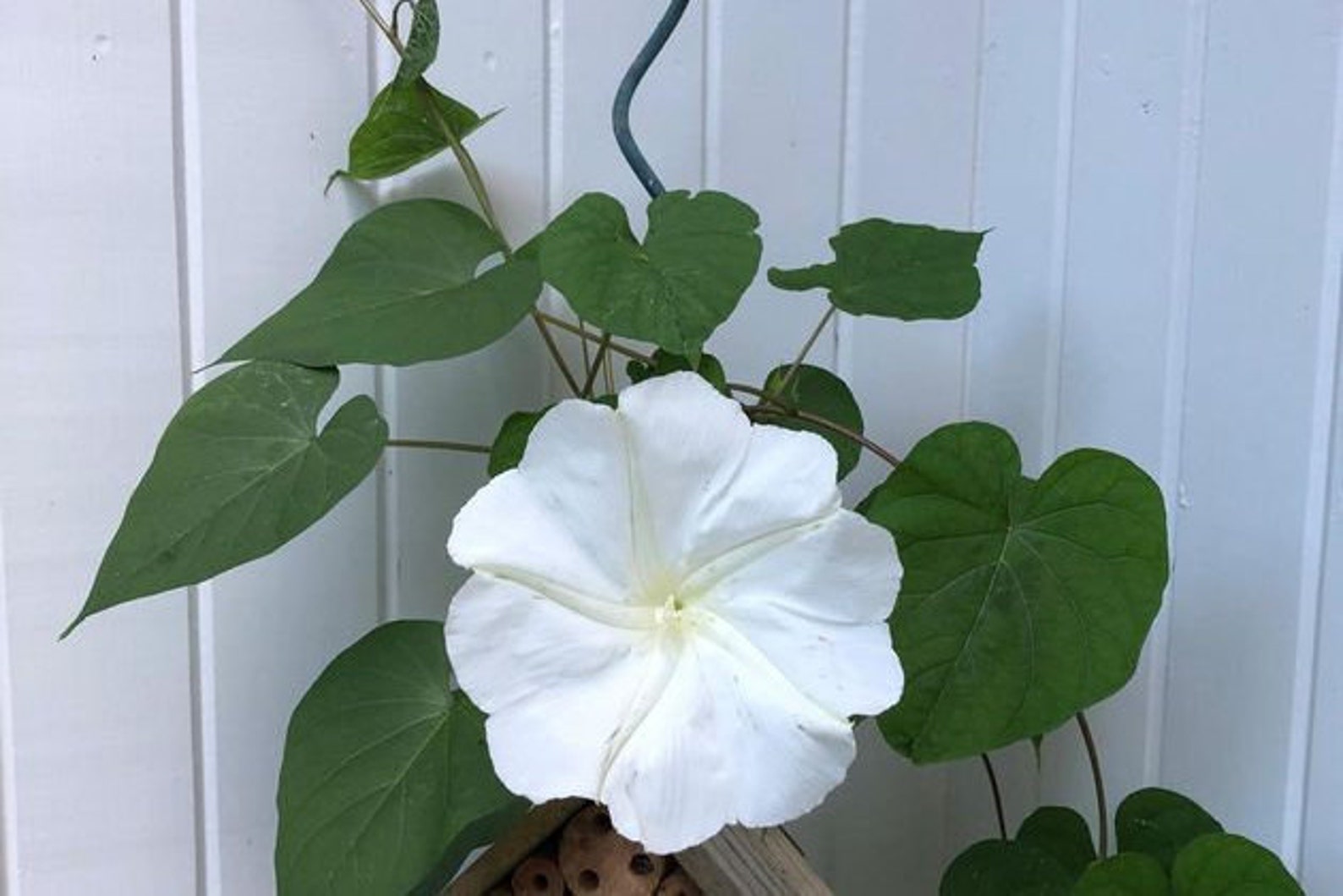 Moonflower Morning Glory Live Plant. Ships in 4 Pot. - Etsy