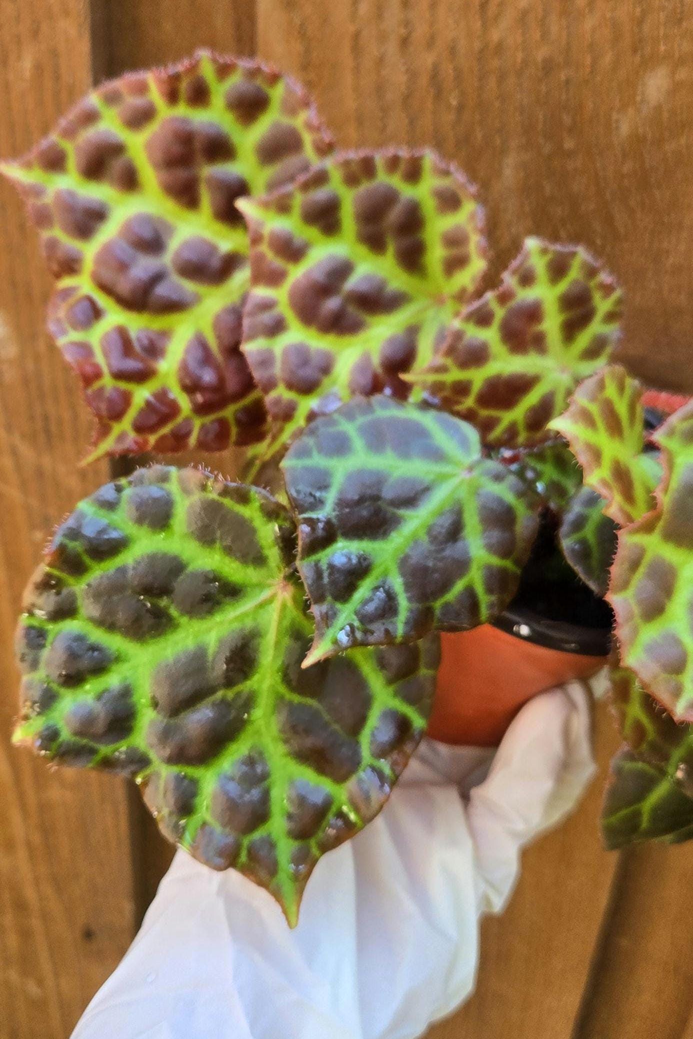 Begonia Rajah Live and Big Plant. Ships in 4" Pot. US Seller . We Do ...