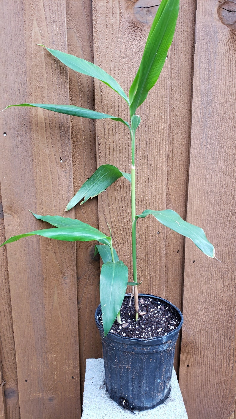 Organic Lesser Galangal Alpinia officinarum Plant Cây | Etsy