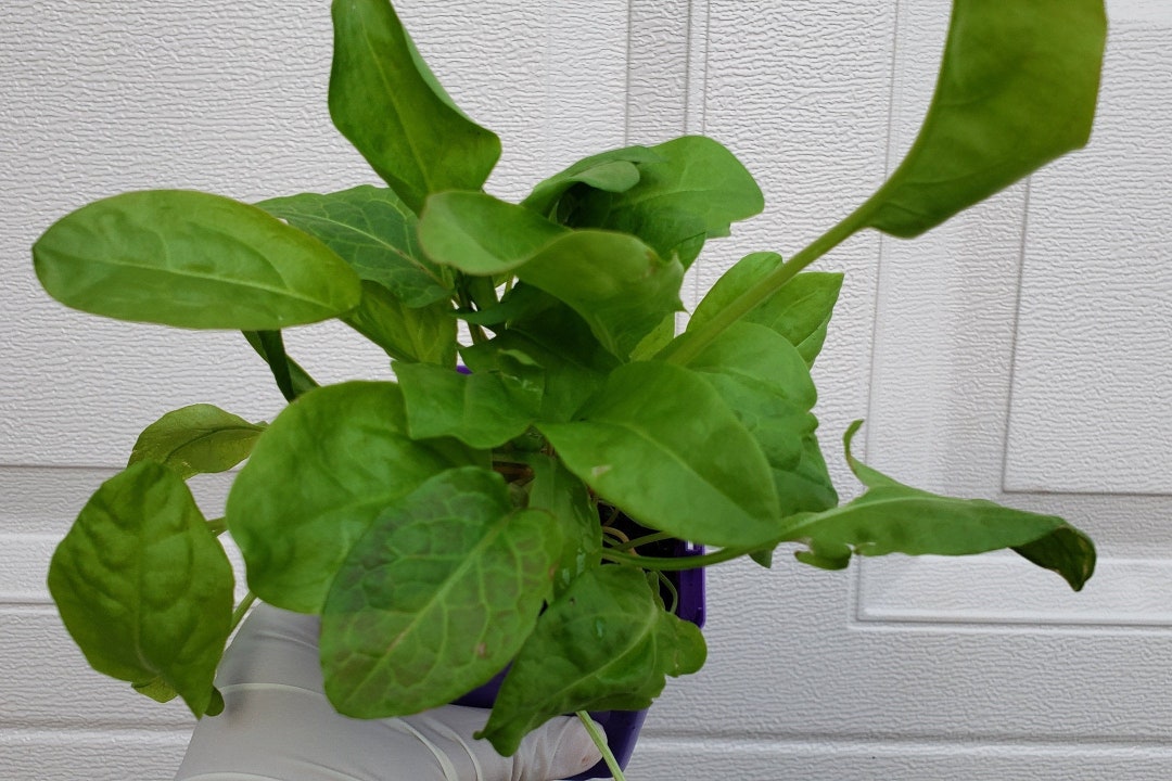 TWO Common Sorrel Plants - Rau Chua. Ships in 4" Pot of Each. We Do Not ...