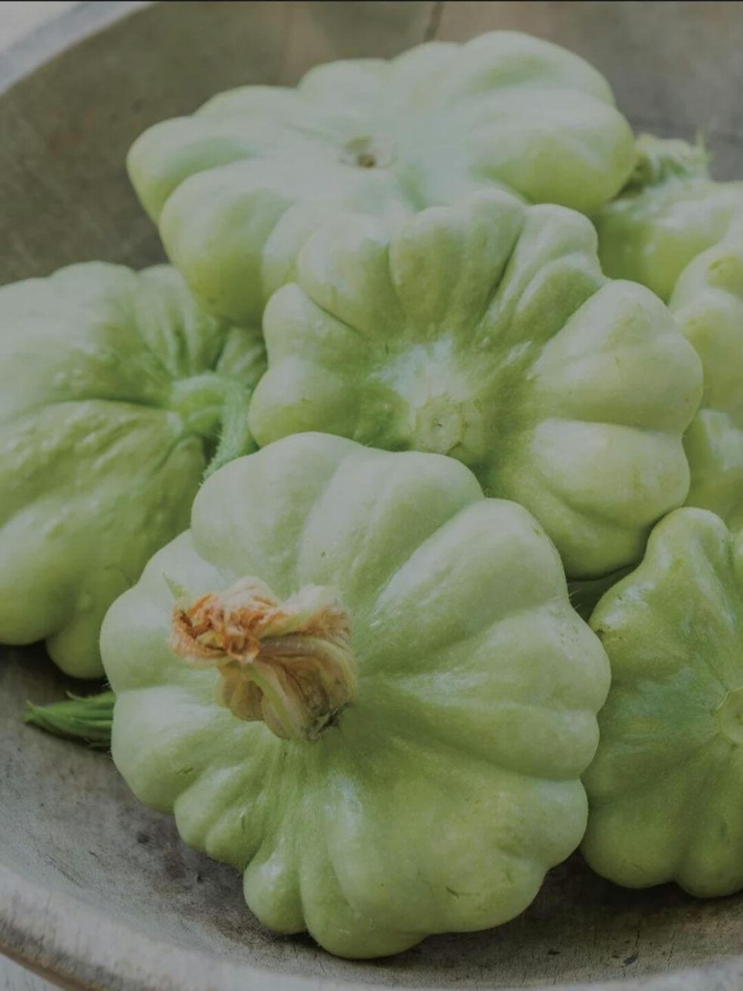 2 Peter Pan Squash Plants. Ships 2 Plants in 4" Pot. We Do Not Ship to ...