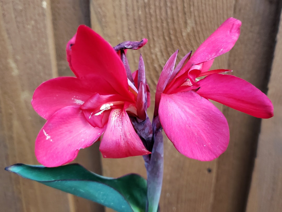 Dwarf Pink Rose Canna Lily, Live Plant. Ships in 4" Pot. We Do Not Ship ...