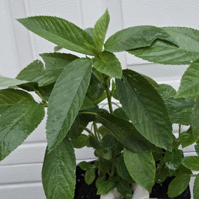 Common Mallow - Etsy