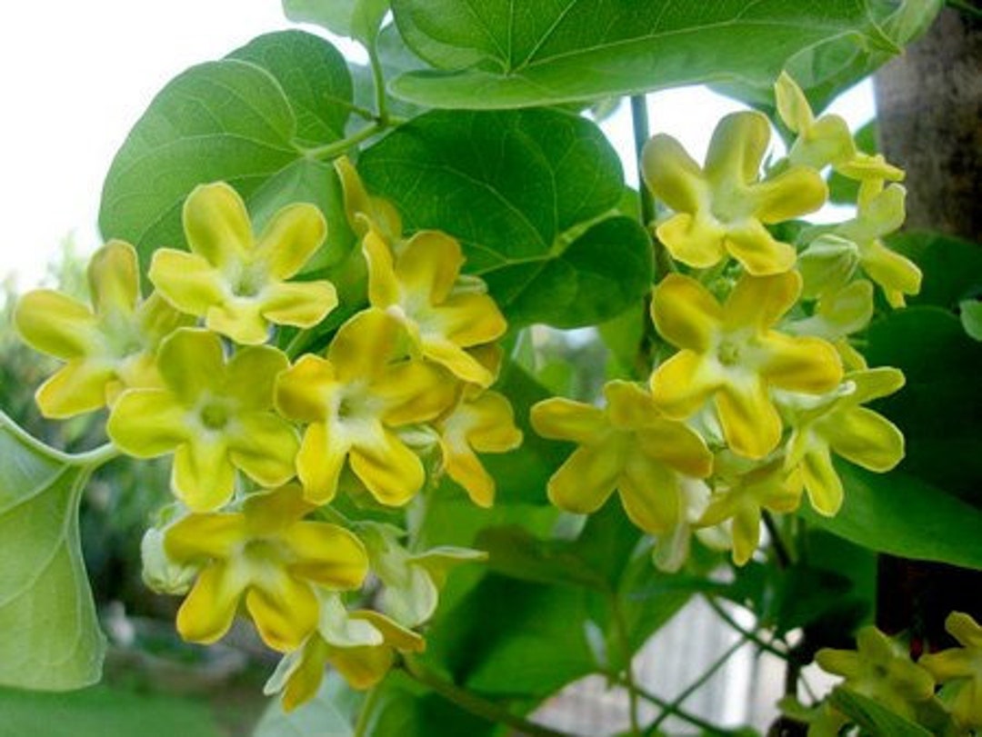 Hoa Thiên Lý, Tonkin jasmine, Tonkinese Creeper, chinese Violet Live ...