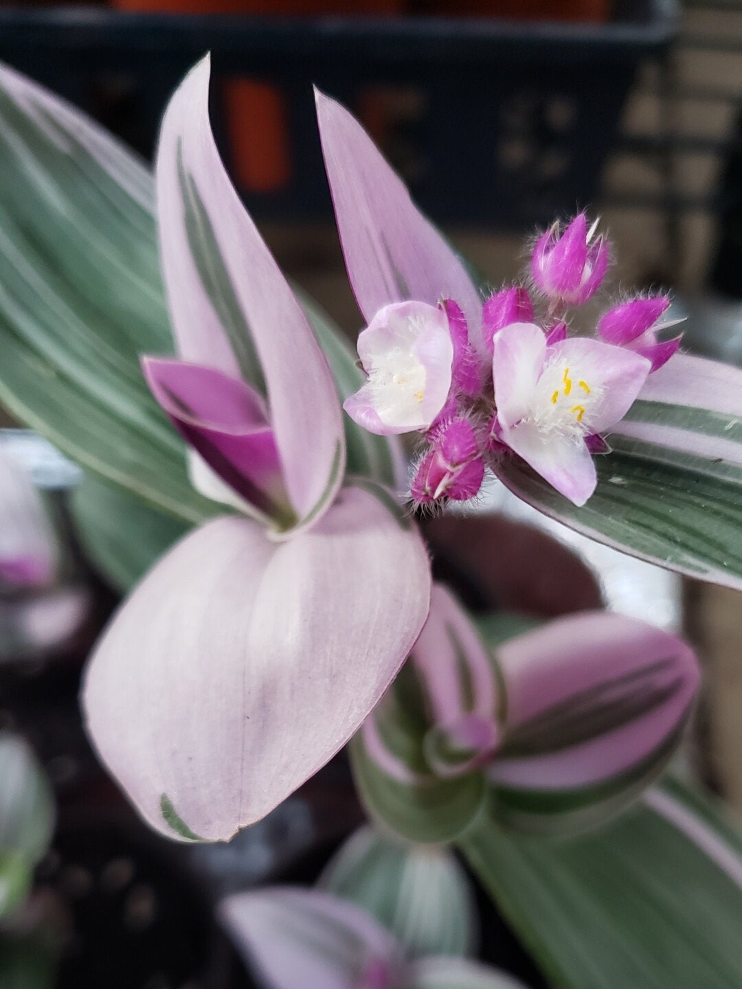 Pink Tradescantia Nanouk Live Plant. Ships in 4" Pot. We Do Not Ship to ...